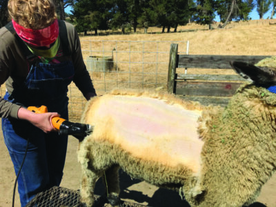 Sheep Shearing for Beginners - Grit